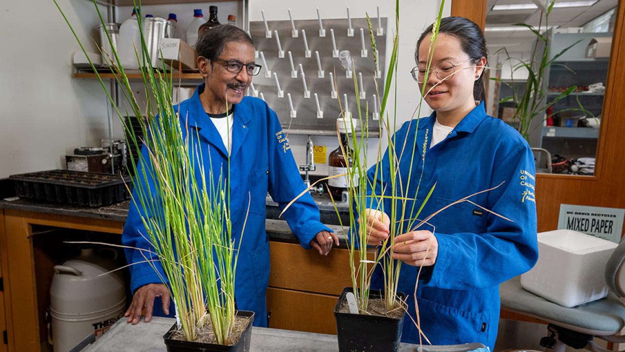 Sundaresan wins Wolf Prize in Agriculture | Department of Plant Sciences